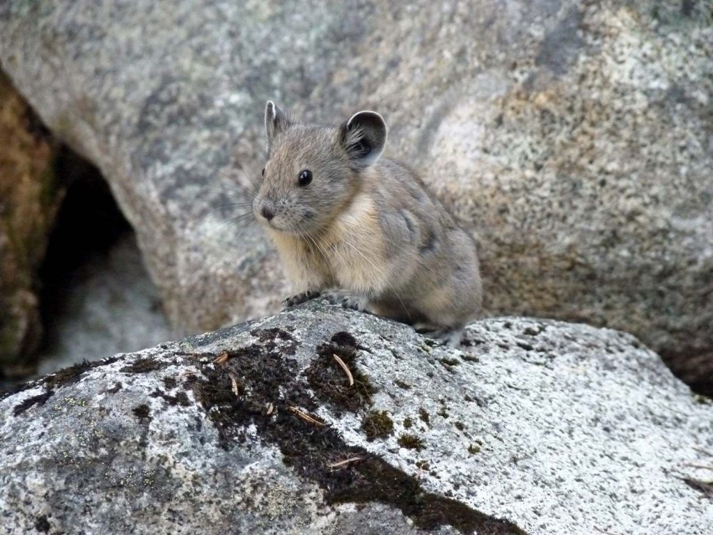 FAQ: What’s a Pika? – A Guide to Nature’s Cutest High-Altitude Critter ...