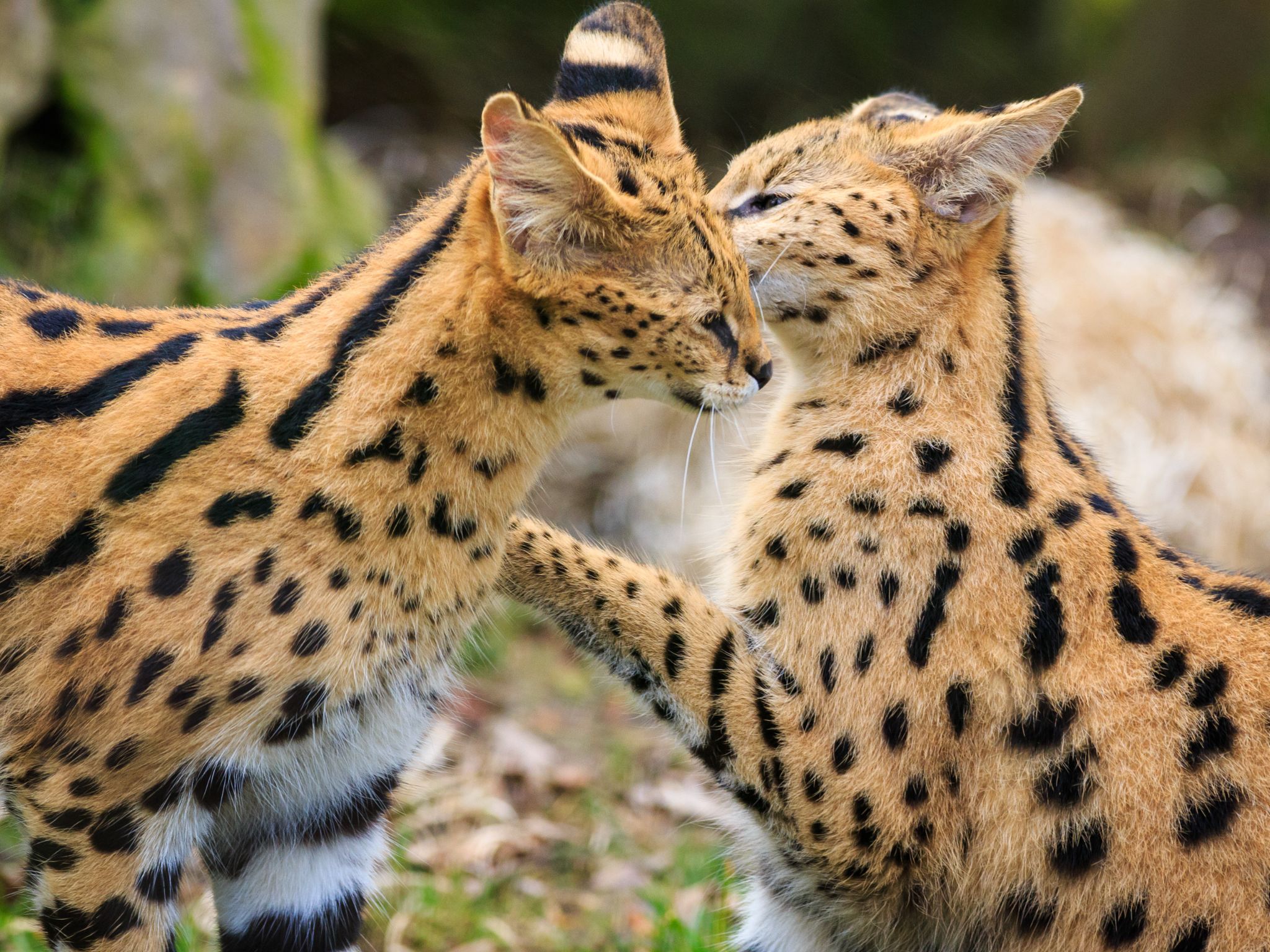 Meet the Serval – AnimalPages
