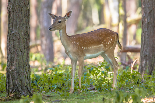 Meet the Sika Deer – AnimalPages