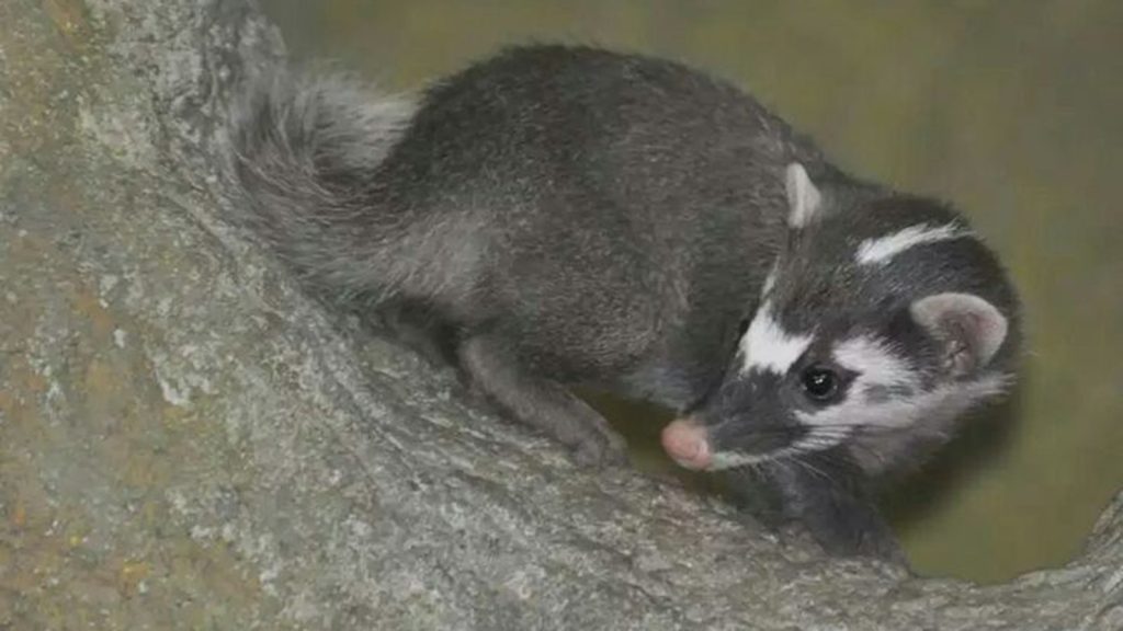 Meet the Ferret-Badger – AnimalPages