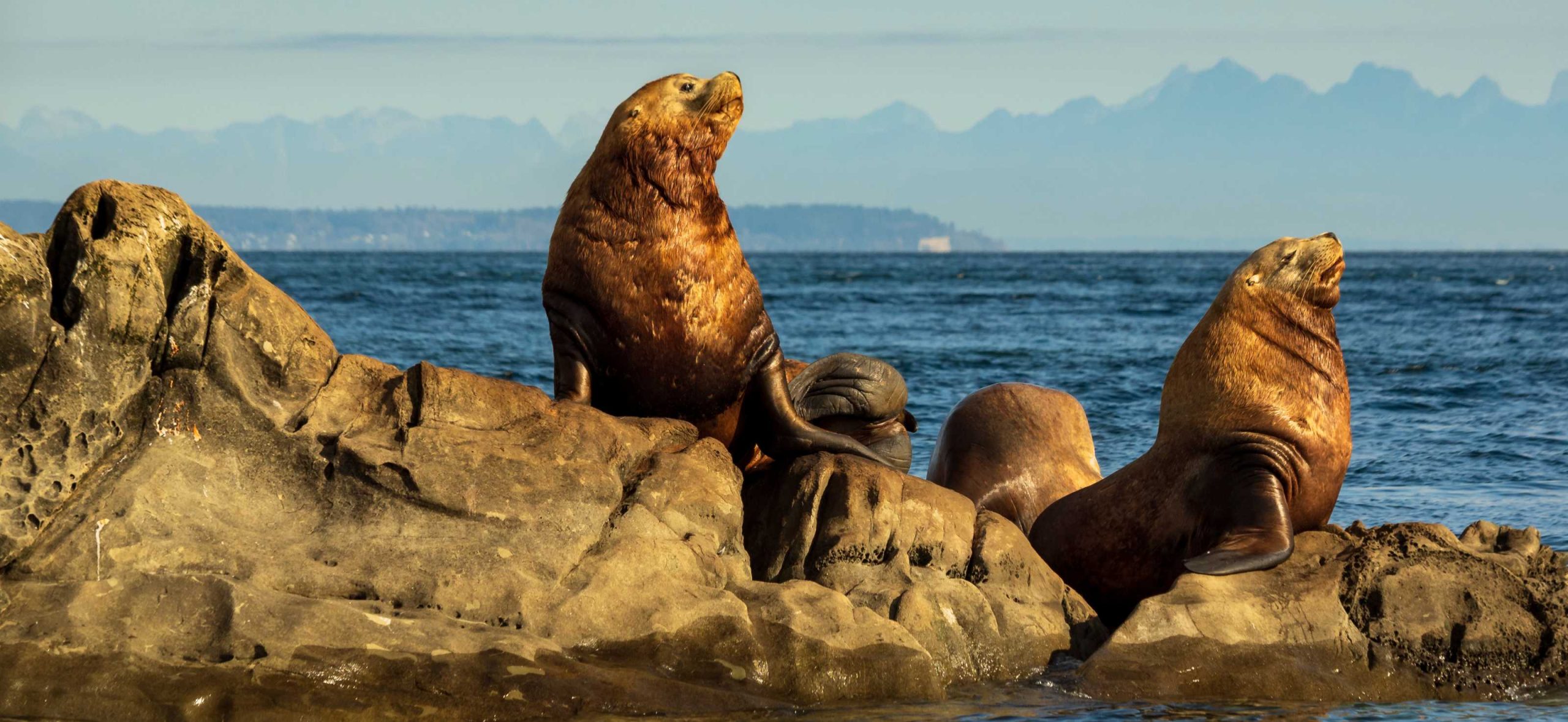 Meet the Steller Sea Lion: Giants of the North Pacific – AnimalPages