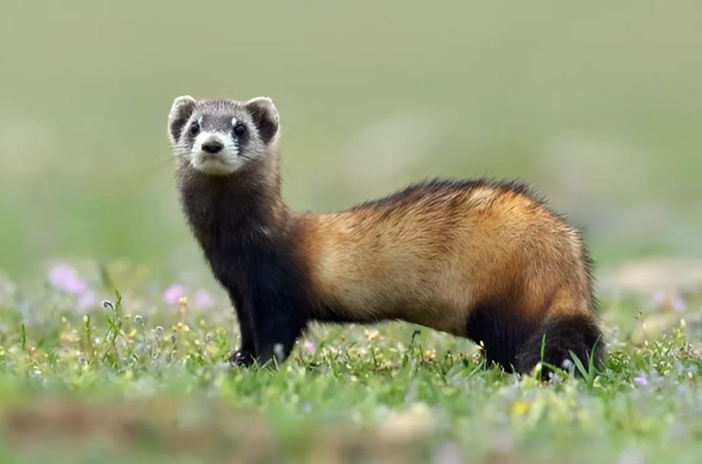 FAQ: What’s a Polecat? – AnimalPages