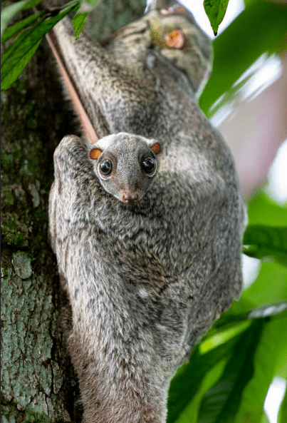 Meet the Sunda Flying Lemur: The Gliding Phantom of the Southeast Asian ...