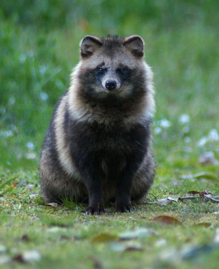 What Is a Tanuki? Meet the Japanese Raccoon Dog – AnimalPages