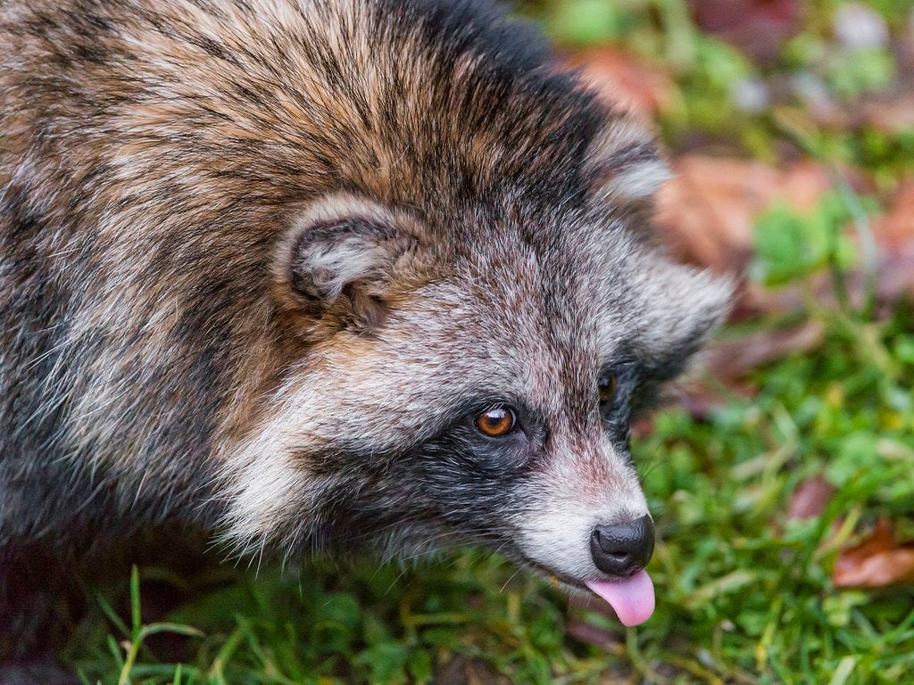 What Is a Tanuki? Meet the Japanese Raccoon Dog – AnimalPages