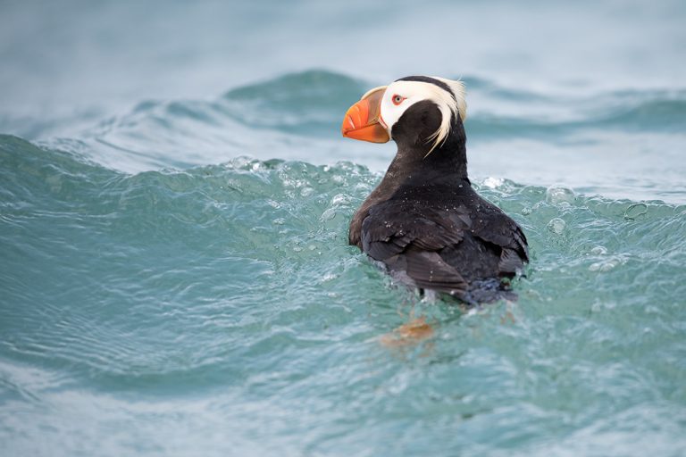 Meet the Tufted Puffin – AnimalPages