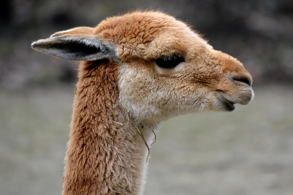 Meet the Vicuña: The Delicate Andean Wonder with the World’s Finest ...