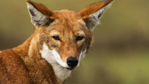 Meet the the Ethiopian Wolf: Africa’s Rarest Canine – AnimalPages