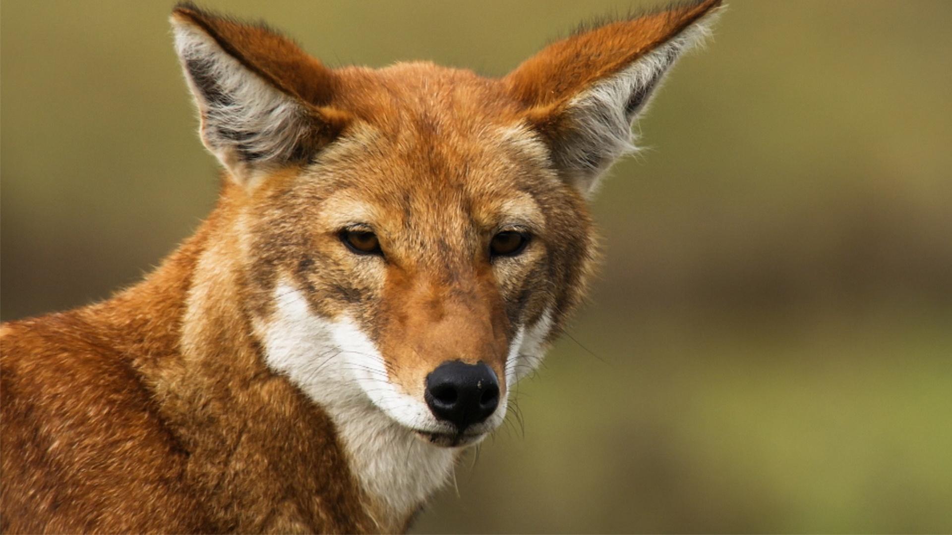 Meet the the Ethiopian Wolf: Africa’s Rarest Canine – AnimalPages
