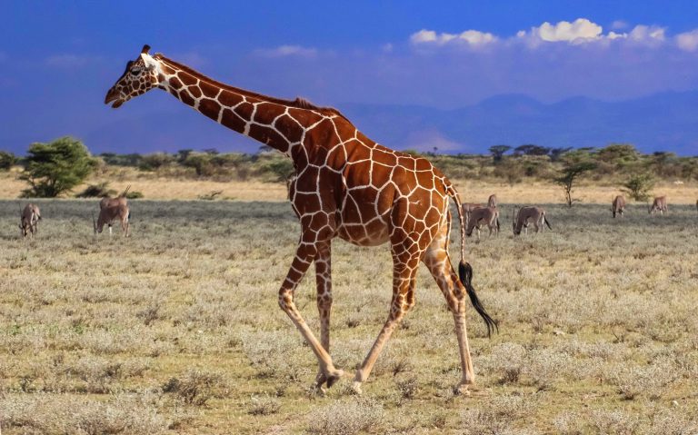 Meet the Reticulated Giraffe: Nature’s Living Mosaic – AnimalPages
