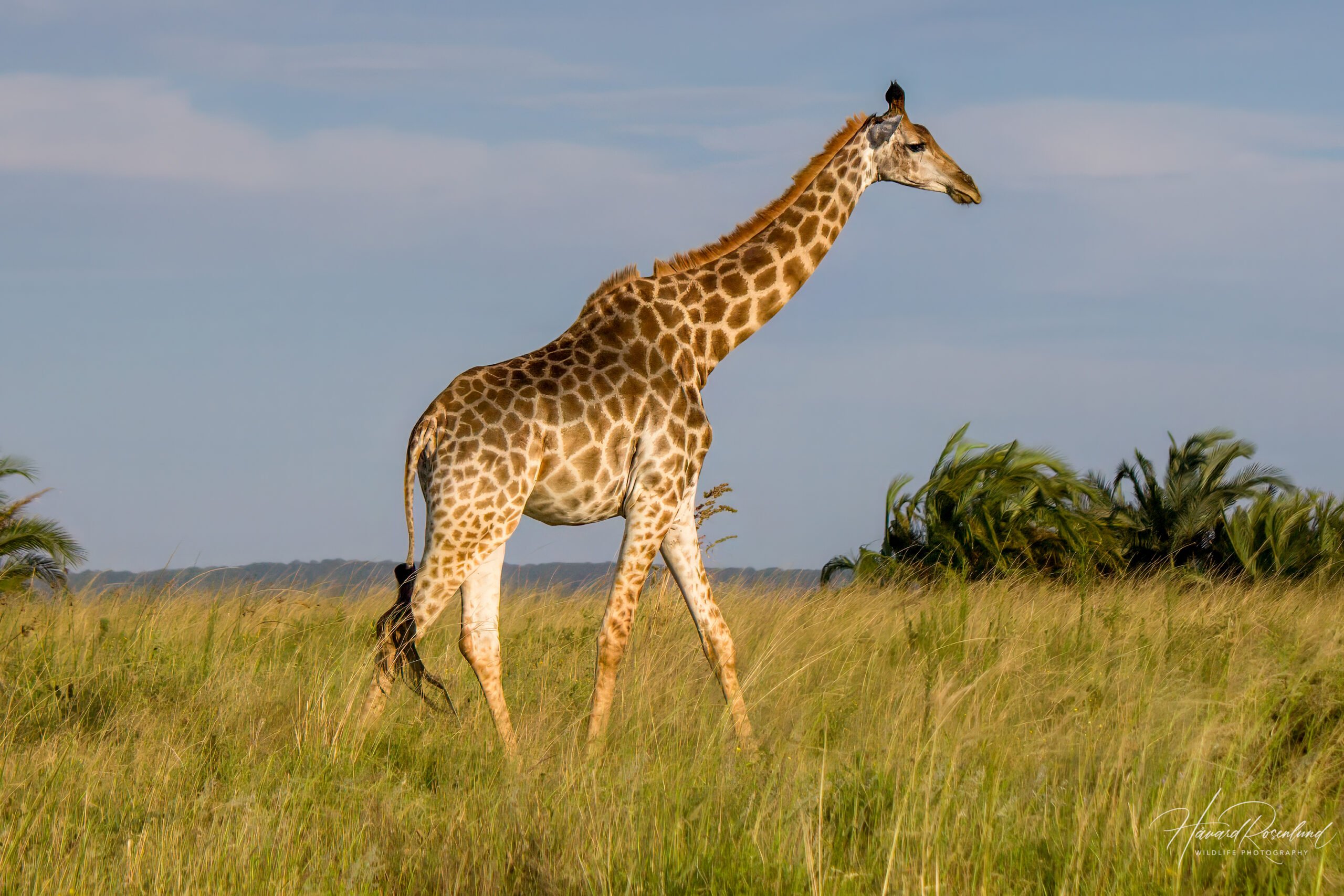 FAQ: How Many Types of Giraffes Are There? – AnimalPages