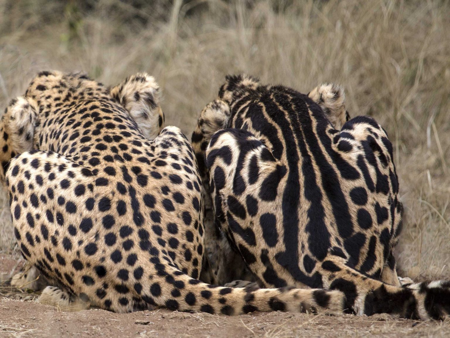 Meet the King Cheetah: A Rare and Regal Feline – AnimalPages