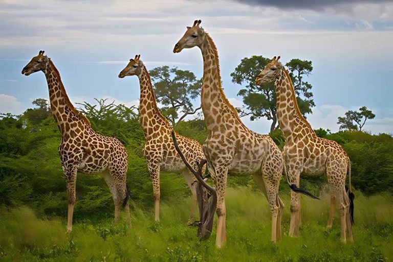 FAQ: How Many Types of Giraffes Are There? – AnimalPages