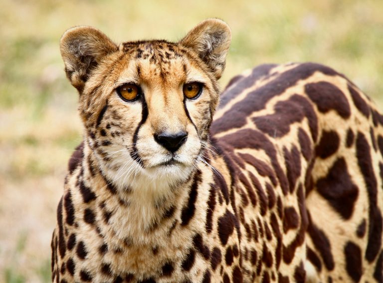 Meet the King Cheetah: A Rare and Regal Feline – AnimalPages