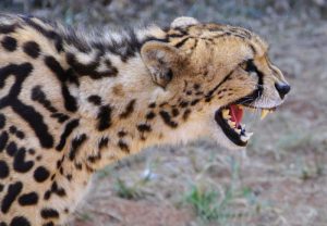 Meet the King Cheetah: A Rare and Regal Feline – AnimalPages