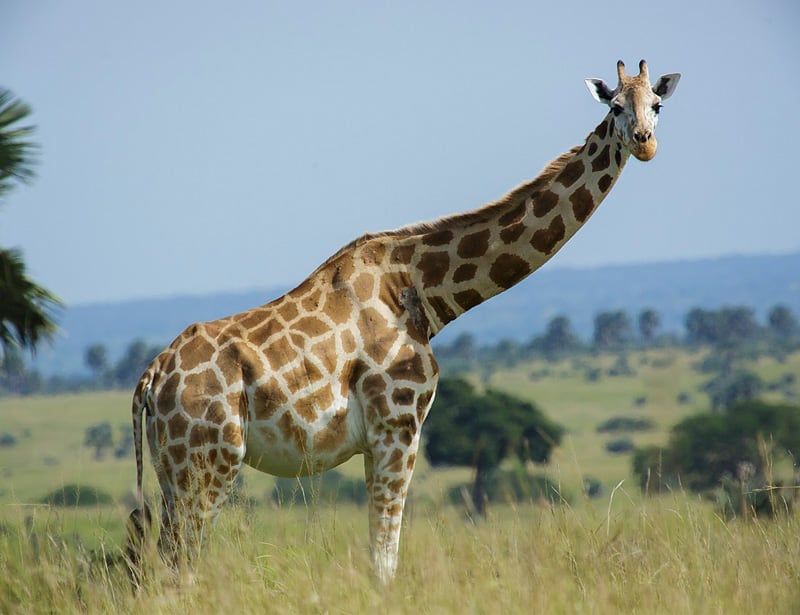 Meet the Northern Giraffe: Africa’s Rarest Tall Giant – AnimalPages