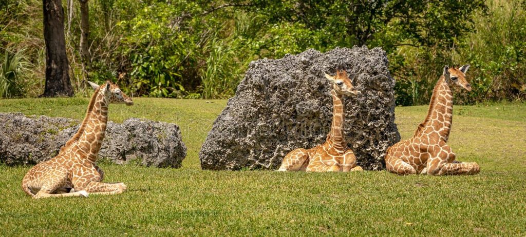 Meet the Northern Giraffe: Africa’s Rarest Tall Giant – AnimalPages